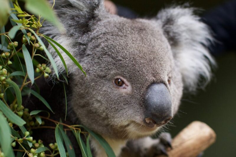 Hobart: Admission Ticket to Bonorong Wildlife Sanctuary - What to Expect from Your Visit