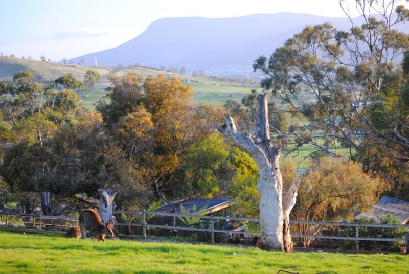 Hobart: Admission Ticket to Bonorong Wildlife Sanctuary - Authentic Experiences and Visitor Impressions