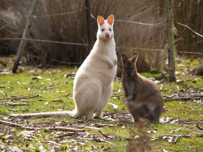 Hobart: Bruny Island Tour with Hotel Lunch & Lighthouse Tour - Authenticity & Value