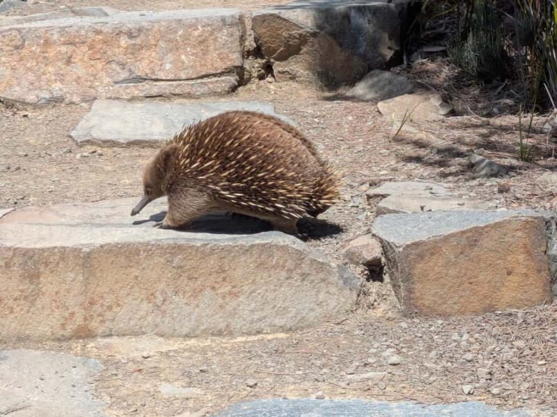 Hobart: Cape Hauy Hike - An Authentic Day Out in Tasmania’s Wilderness