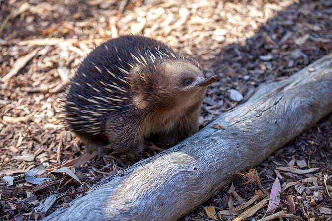 Hobart Cruise Ship Tour Mt Field National Park and Wildlife - Discover Tasmania’s Natural Marvels