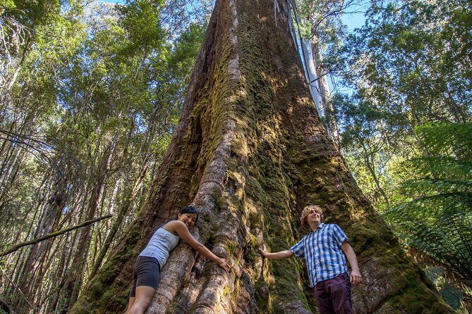 Hobart Cruise Ship Tour Mt Field National Park and Wildlife - Why This Tour Is a Great Choice