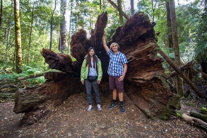 Hobart Cruise Ship Tour Mt Field National Park and Wildlife - FAQs