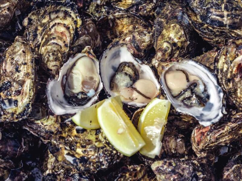 Hobart: Full-Day Tasmania Gourmet Seafood Cruise - The Sum Up