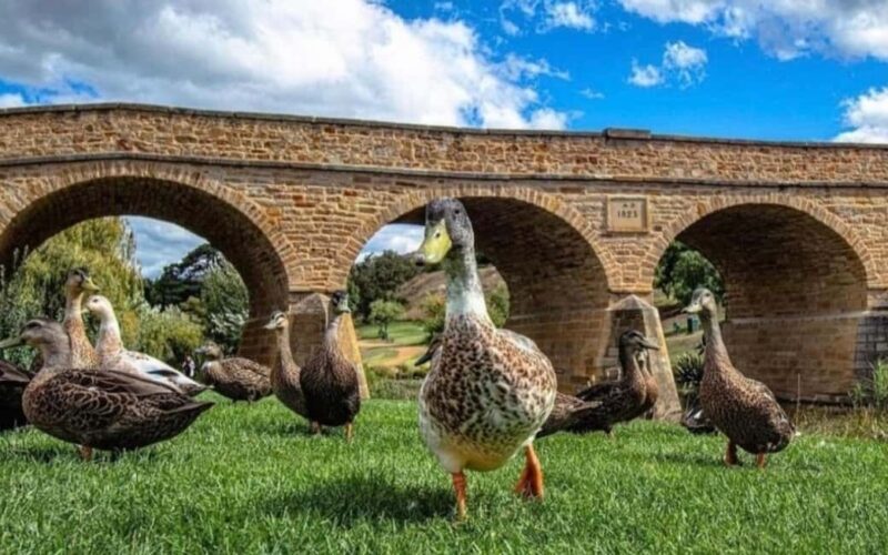 Hobart: Hobart, Richmond, & Bonorong Wildlife Sanctuary Tour - Who Should Consider This Tour?