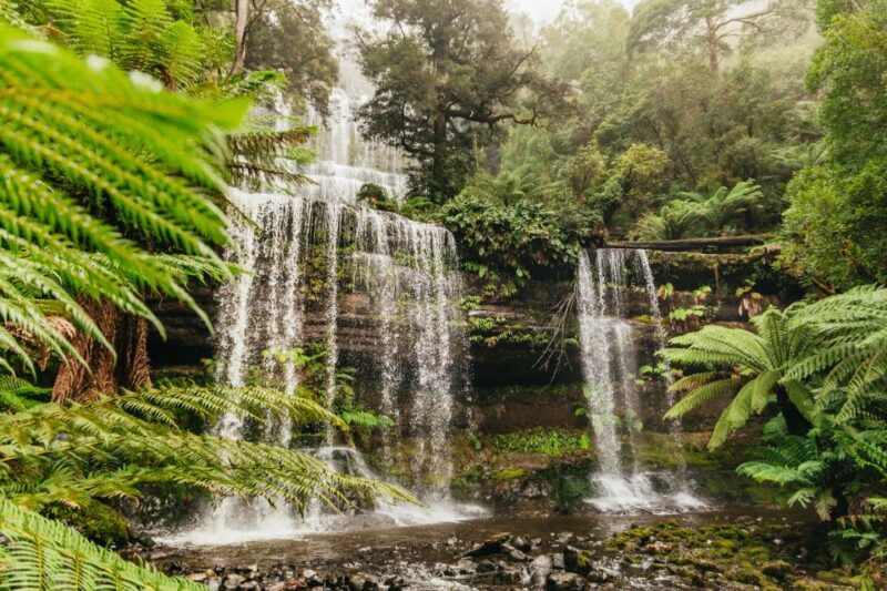 Hobart: Mt Wellington, Mt Field, Bonorong and Richmond Trip - An Overview of What to Expect