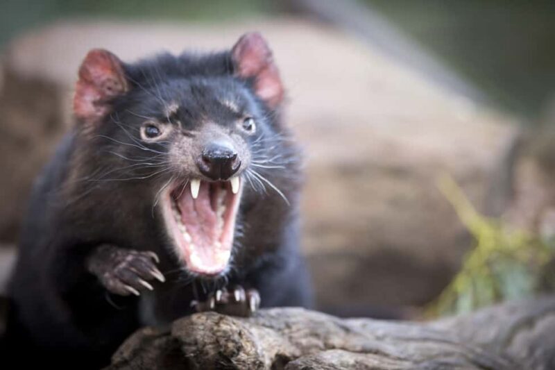 Hobart: Port Arthur, Richmond & Tassie Devil - Active Tour - A Closer Look at Each Part of the Tour