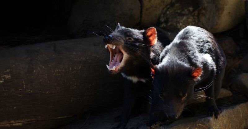 Hobart: Port Arthur, Richmond & Tassie Devil - Active Tour - Who Should Consider This Tour?