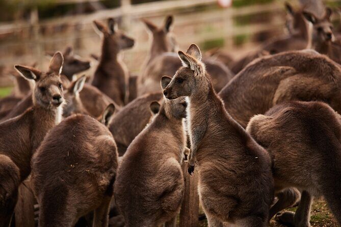 Hobart Shore Excursion: Bonorong Bus - Introduction: A Perfect Short Wildlife Encounter for Cruise Passengers