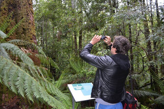 Hobart Shore Excursion Private Tour - An In-Depth Look at the Experience