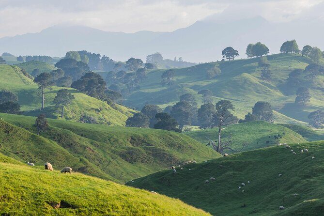 Hobbiton and Waitomo Caves Small Tour from Auckland - Key Points