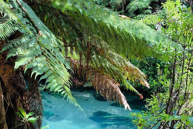 Hobbiton Movie Set & Blue Springs: Private Tour from Auckland - Who Would Love This Tour?