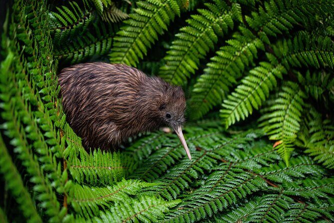 Hobbiton, Waitomo Caves and Kiwi House Day Tour From Auckland - Key Points