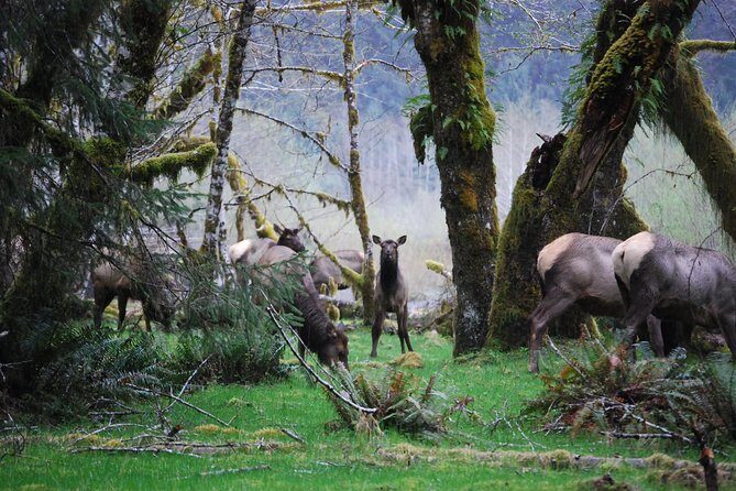 Hoh Rain Forest and Rialto Beach Guided Tour in Olympic National Park - Final Thoughts: Is This Tour Worth It?