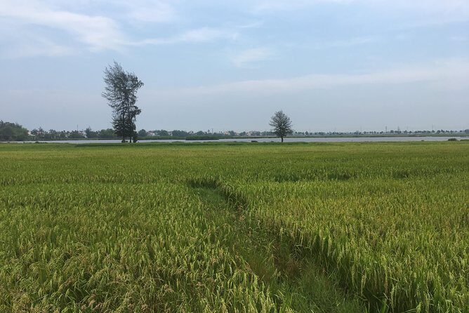 Hoi An countryside biking tour, water buffalo+ basket boat ride - The Unique Activities That Make This Tour Special