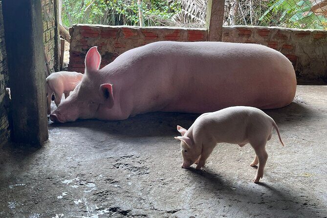 Hoi An Countryside Villages by Vespa or Motorbikes  PRIVATE TOUR - What Makes This Tour Stand Out?