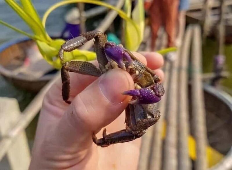 Hoi An/Da Nang: Coconut Forest Bamboo Boat Tour - Final Thoughts: Who Will Love This Tour?