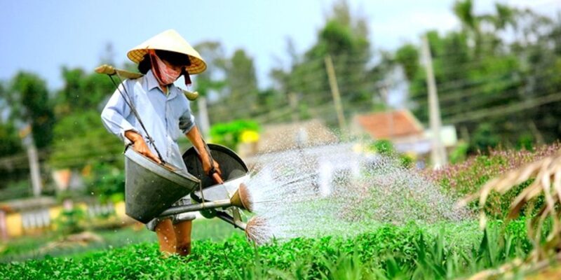 Hoi An: Evening Cooking Class with Locals in Herbs Village - Discovering the Flavors of Hoi An in Tra Que Herbs Village