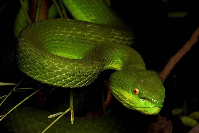 Hoi An Night Herping Tour Snakes Vipers and Wildlife - Key Points