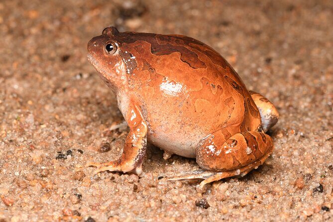 Hoi An Night Herping Tour Snakes Vipers and Wildlife - FAQs