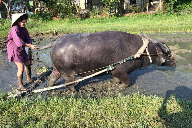 Hoi An Rice Farm Tour and Buffalo Riding with Local Home Meal - The Value Proposition
