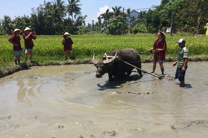 Hoi An Rice Farm Tour and Buffalo Riding with Local Home Meal - FAQ