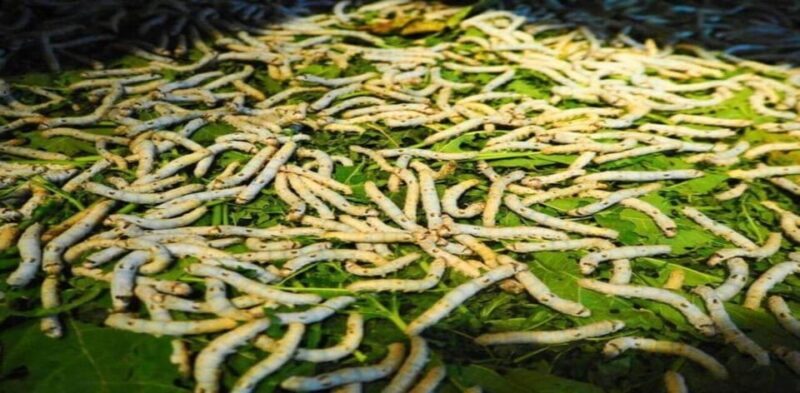 Hoi An: Silk Process, Lantern Making Workshop & Local Food - FAQ