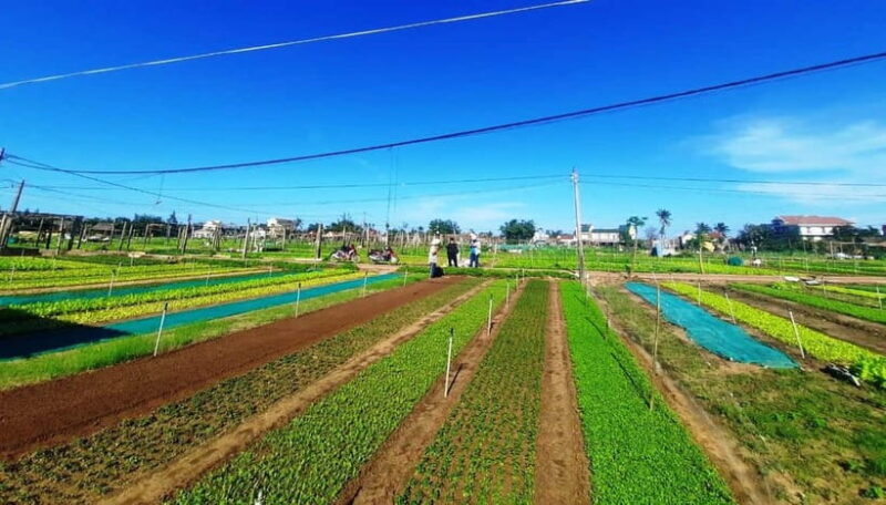 Hoi An: Trà Qu Village Cafe Tour with Local Guided - Why This Tour Stands Out