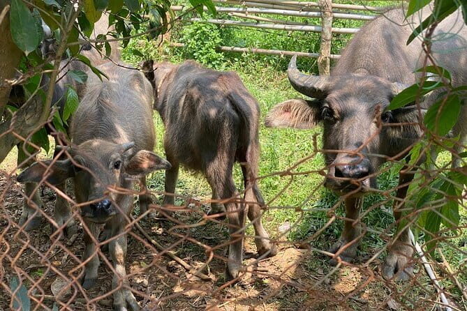 Hoi An Vespa Tours: Discover Top Attractions and Hidden Treasures - FAQ