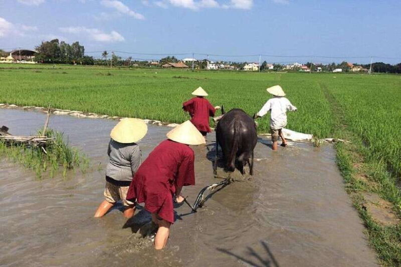 Hoi An Wet Rice Farming Tour-Basket Boat Tour Fishing-Lunch - Key Points