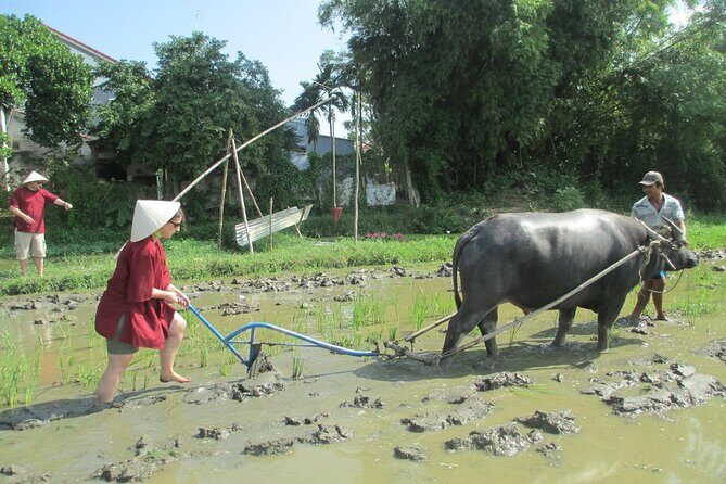 Hoi An Wet Rice Farming Tour Private Round Boat Fishing & Lunch - A Detailed Look at the Hoi An Wet Rice Farming Tour