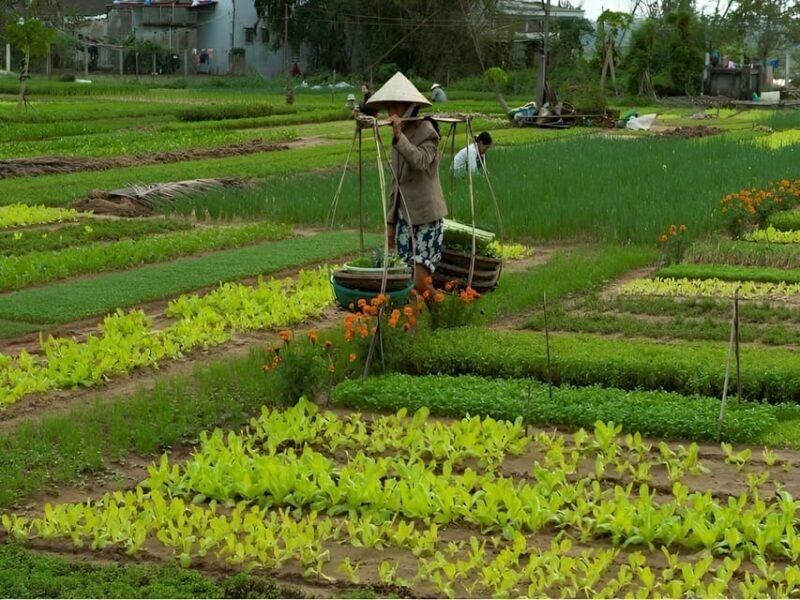 HOIAN: LANTERN MAKINGFARMER AT TRA QUE SMALL GROUP - Practical Details: What To Expect