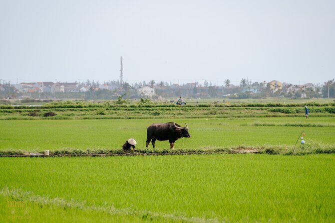 HoiAnGO Experience Local Life: Countryside by Electric Car - FAQ: Your Burning Questions Answered