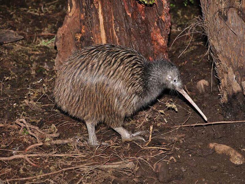 Hokitika: The National Kiwi Centre Tickets - Key Points