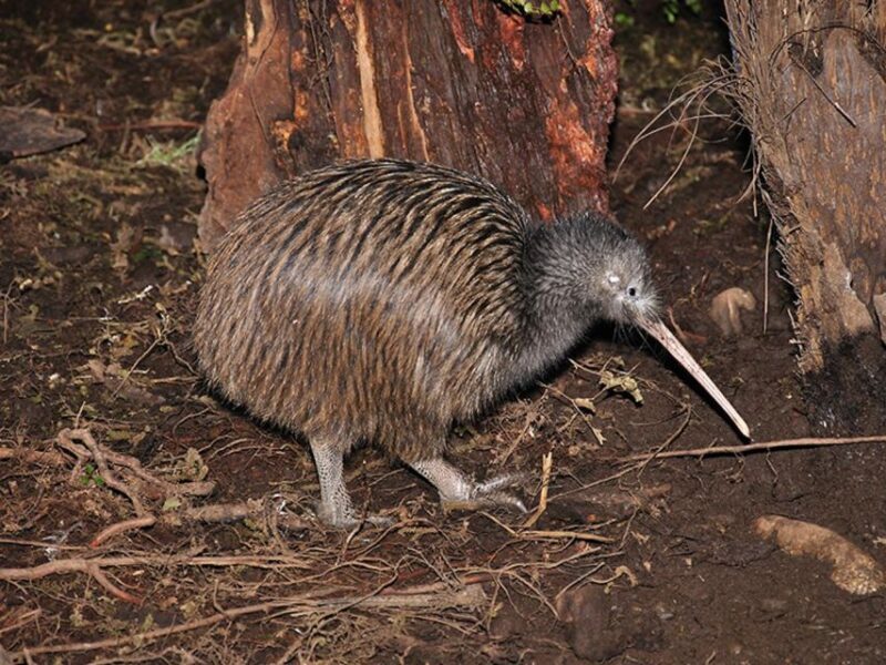 Hokitika: The National Kiwi Centre Tickets - What to Expect from Your Visit