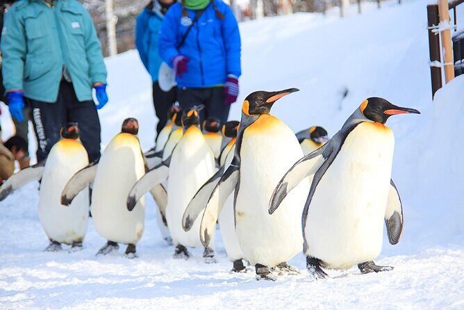 Hokkaido 1 Day Tour to Asahiyama Zoo, Blue Pond and Fairy Terrace - Key Points