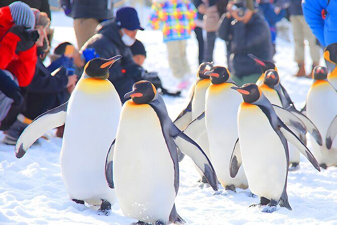 Hokkaido 1 Day Tour to Asahiyama Zoo, Blue Pond and Fairy Terrace - Discovering Hokkaido’s Natural and Cultural Gems in a Day