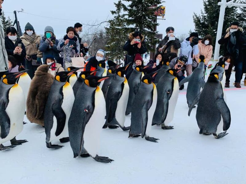 Hokkaido-2 Day Tour to Icebreaker Mombetsu and Asahiyama Zoo - Who Would Benefit Most from This Tour?