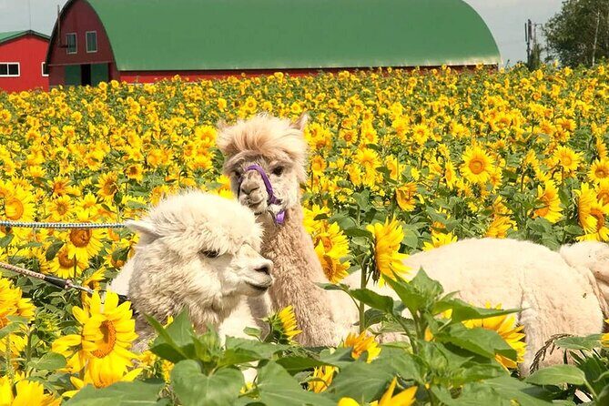 Hokkaido, Asahikawa Zoo Classic Day Tour With Optional Snomobile - Key Points