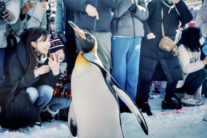 Hokkaido, Asahikawa Zoo Classic Day Tour With Optional Snomobile - An Honest Look at the Day Tour Experience