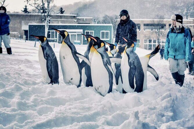 Hokkaido, Asahikawa Zoo Classic Day Tour With Optional Snomobile - FAQ