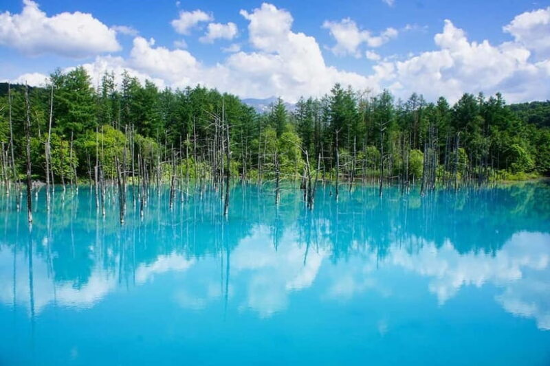 Hokkaido Asahiyama Zoo& Biei Blue pond Tour with Local Guide - An In-Depth Look at the Tour Experience