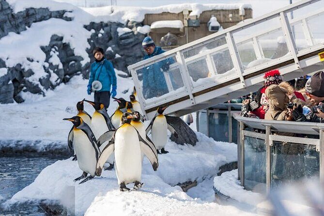 Hokkaido Asahiyama Zoo Biei Elf Terrace Day Tour - Key Points