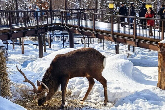 Hokkaido Asahiyama Zoo Biei Elf Terrace Day Tour - Why You Should Consider This Tour