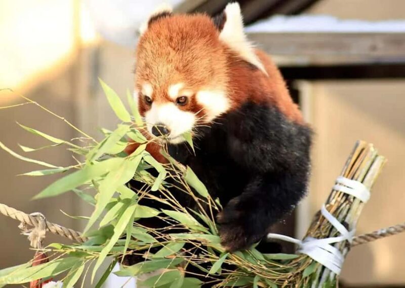 Hokkaido: Asahiyama Zoo Biei Ningle Terrace Day Tour - Key Points