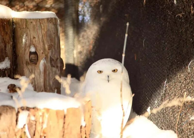 Hokkaido: Asahiyama Zoo Biei Ningle Terrace Day Tour - A Well-Organized Route Through Hokkaido’s Highlights