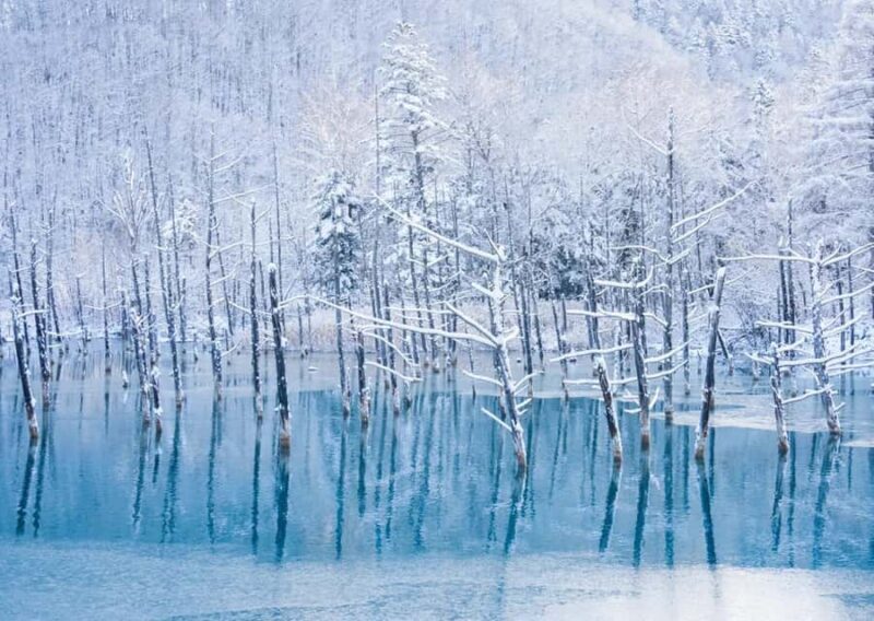 Hokkaido: Asahiyama Zoo Biei Ningle Terrace Day Tour - Final Thoughts