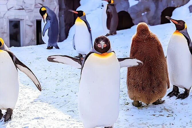 Hokkaido Asahiyama Zoo Blue Pond Ningle Terrace Day trip - Key Points