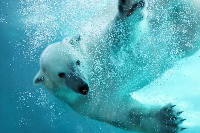 Hokkaido Asahiyama Zoo Blue Pond Ningle Terrace Day trip - Exploring the Itinerary in Detail