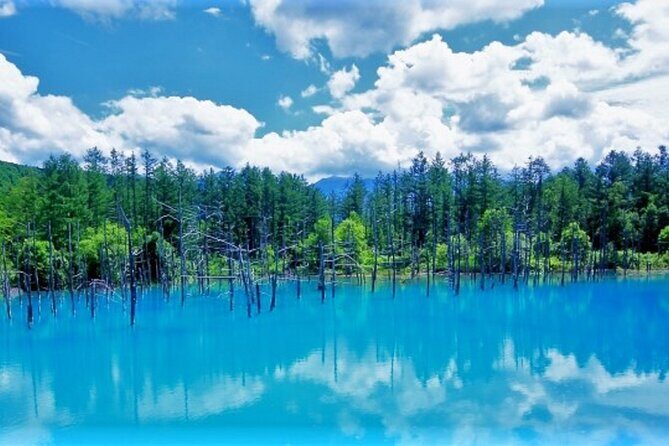 Hokkaido Asahiyama Zoo, Furano and Biei Bus Tour - Key Points